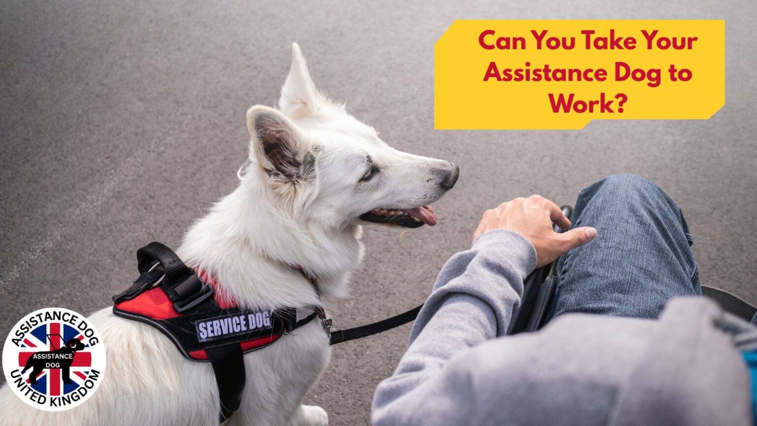 A Guide to the UK’s Assistance Dog Laws and Regulations | Assistance ...